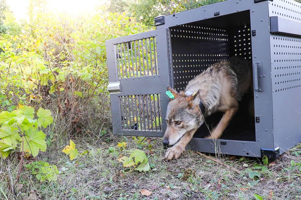 Wolf Reintroduction on Isle Royale | Marie's Meanderings